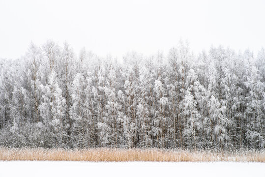 Obrazy (Winterscape) — zdjęcia, wektory i wideo bez tantiem (1,816 ...