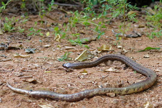 "Killed Snake" Images – Browse 16 Stock Photos, Vectors, and Video ...