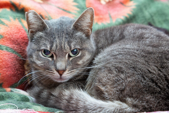 Tigrato Images – Browse 1,150 Stock Photos, Vectors, and Video | Adobe ...