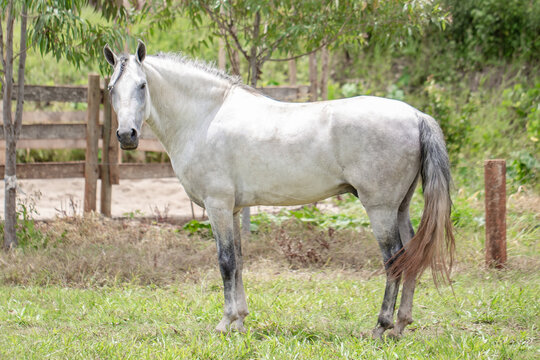 Silver Colored Horse