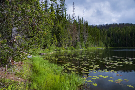 "Pointy Leaves"-Bilder: Stock-Fotos & -Videos. | Adobe Stock