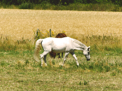 Pferdegebiss Bilder – Durchsuchen 4,096 Archivfotos, Vektorgrafiken und ...