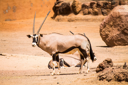 Oryx 이미지 – 찾아보기 17,930 스톡 사진, 벡터 및 비디오 | Adobe Stock
