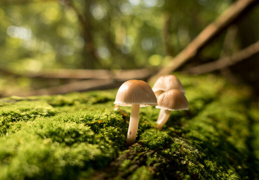 Toadstools Images – Browse 1,381,294 Stock Photos, Vectors, and Video ...