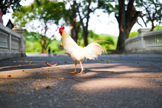 Chaned Bilder – Durchsuchen 6,646 Archivfotos, Vektorgrafiken und ...