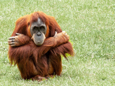 Sivapithecus Bilder – Durchsuchen 133 Archivfotos, Vektorgrafiken und ...