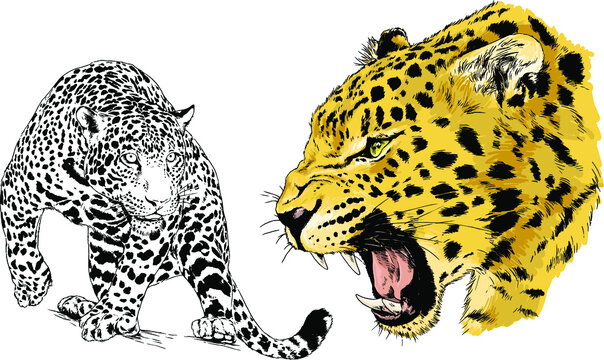 Roaring Leopard Drawing