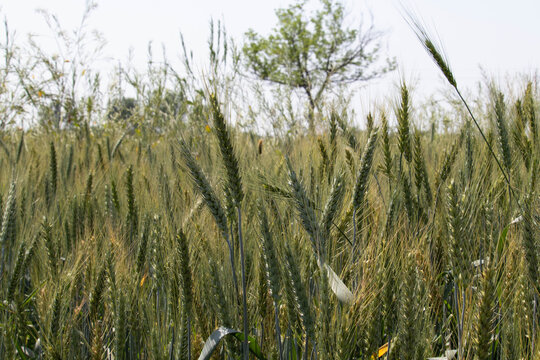 「Gehun」の画像 - 10 件の Stock 写真、ベクターおよびビデオ | Adobe Stock