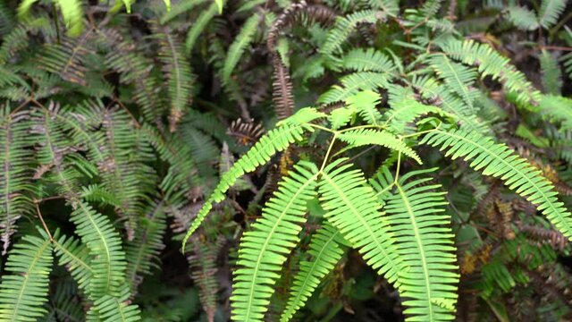 Uluhe Images – Browse 91 Stock Photos, Vectors, and Video | Adobe Stock