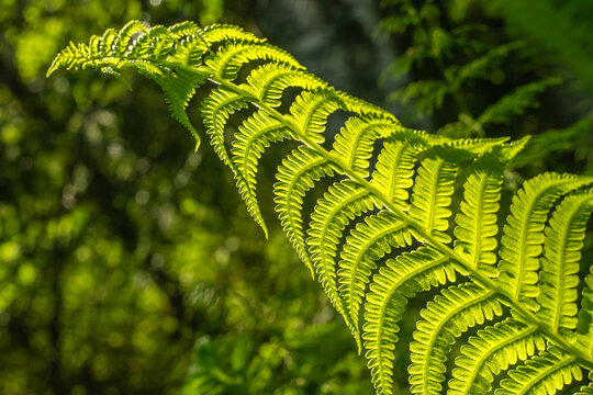 Filicales bilder – Bläddra bland 1,715 stockfoton, vektorer och videor ...