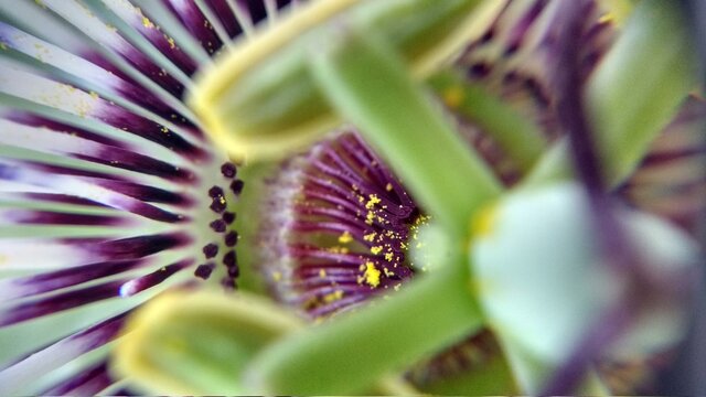 「Mburucuya」の写真素材 | 2,833件の無料イラスト画像 | Adobe Stock