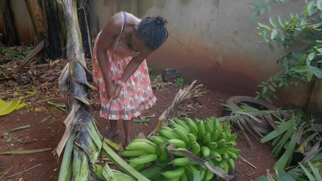 Ibitoke Bilder – Durchsuchen 167 Archivfotos, Vektorgrafiken und Videos ...