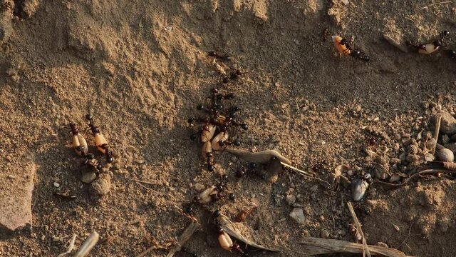 "Bullet Ant" Images – Browse 167 Stock Photos, Vectors, and Video | Adobe Stock