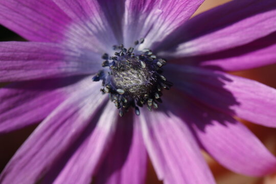 รูปภาพPistilli – เลือกดูภาพถ่ายสต็อก เวกเตอร์ และวิดีโอ1,417 | Adobe Stock