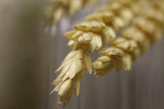 "Spiga Di Grano" Images – Browse 516 Stock Photos, Vectors, and Video ...