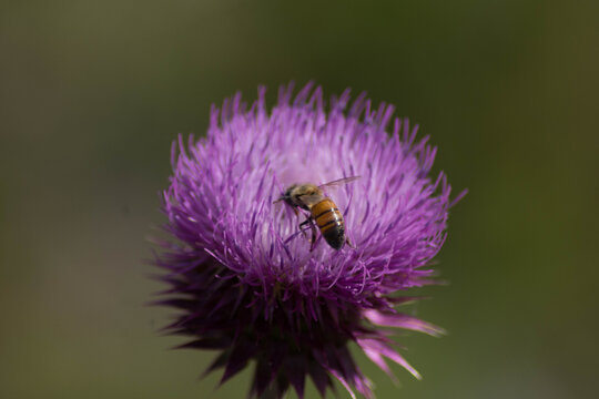 Zangano Images – Browse 49 Stock Photos, Vectors, and Video | Adobe Stock