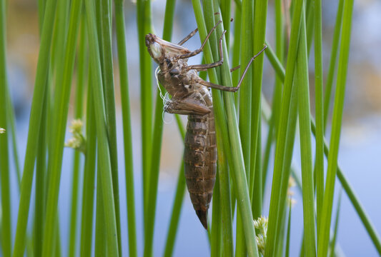 รูปภาพPupate – เลือกดูภาพถ่ายสต็อก เวกเตอร์ และวิดีโอ1,297 | Adobe Stock