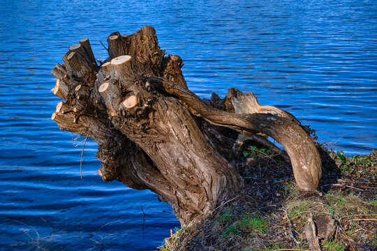 รูปภาพCheroot – เลือกดูภาพถ่ายสต็อก เวกเตอร์ และวิดีโอ775 | Adobe Stock