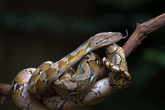 "Asiatic Reticulated Python" Images – Browse 2,410 Stock Photos ...