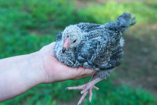 9,966 BESTE Taubenbabys BILDER, STOCK-FOTOS & -VEKTORGRAFIKEN | Adobe Stock