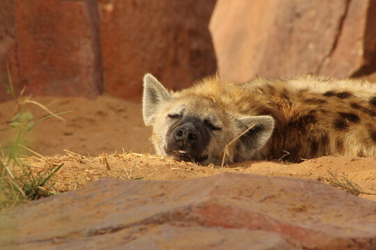 รูปภาพHyna – เลือกดูภาพถ่ายสต็อก เวกเตอร์ และวิดีโอ16 | Adobe Stock