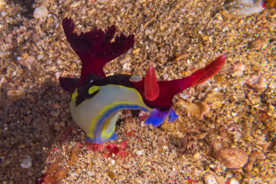 Polyceridae Images – Browse 182 Stock Photos, Vectors, and Video ...