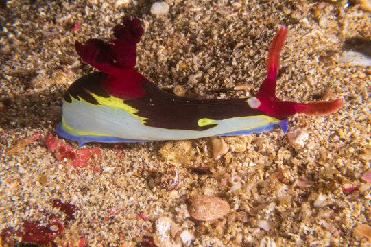 Polyceridae Images – Browse 182 Stock Photos, Vectors, and Video ...