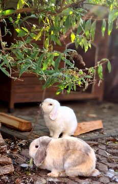 Nhd Images – Browse 248 Stock Photos, Vectors, and Video | Adobe Stock