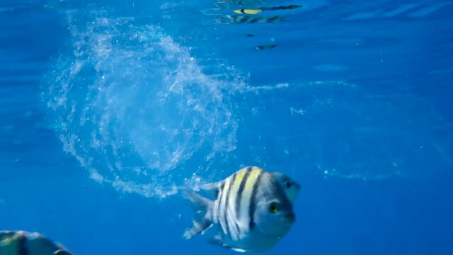 Pyrosomida bilder – Bläddra bland 58 stockfoton, vektorer och videor ...