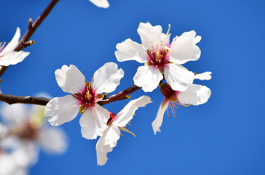 รูปภาพAlmendro – เลือกดูภาพถ่ายสต็อก เวกเตอร์ และวิดีโอ3,618 | Adobe Stock