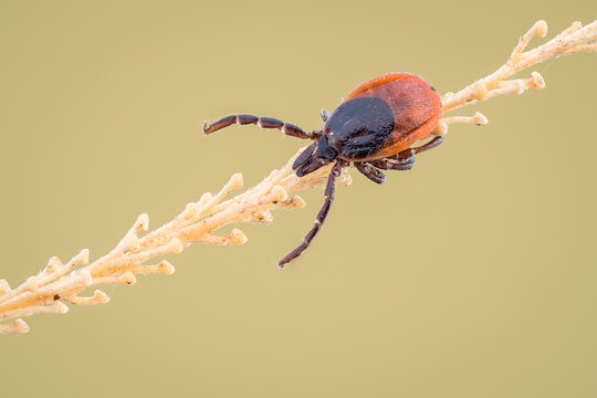 Tbe bilder – Bläddra bland 1,676 stockfoton, vektorer och videor ...