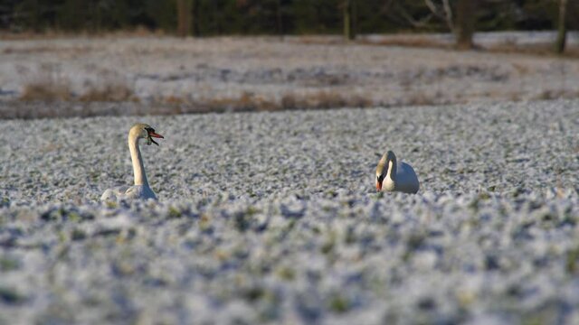 Milder Images – Browse 303 Stock Photos, Vectors, and Video | Adobe Stock