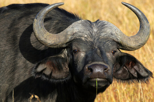 Bufalo 이미지 – 찾아보기 1,294 스톡 사진, 벡터 및 비디오 | Adobe Stock