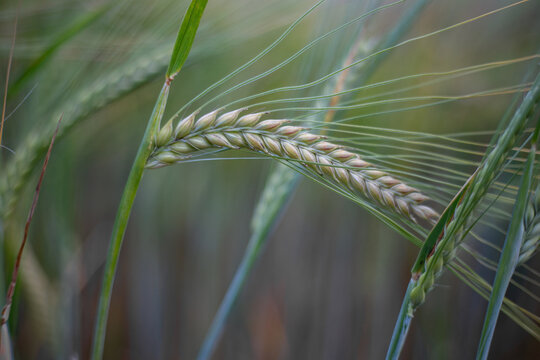 Imágenes de "Spiga Di Grano": descubre bancos de fotos, ilustraciones ...