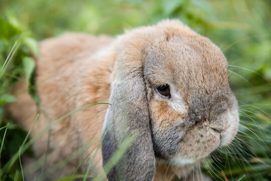 Mini Lop