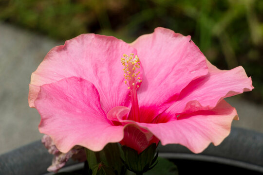 Doreen photos, images, assets | Adobe Stock