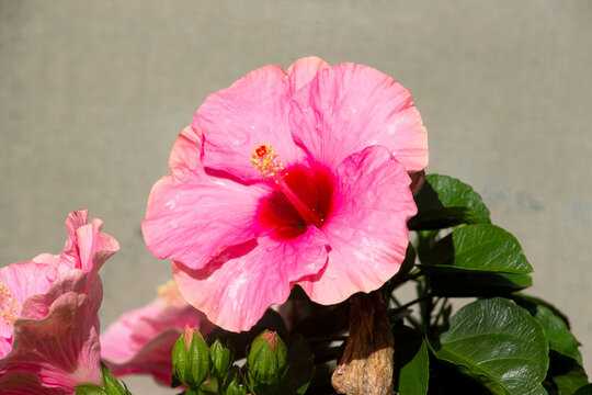 Doreen photos, images, assets | Adobe Stock