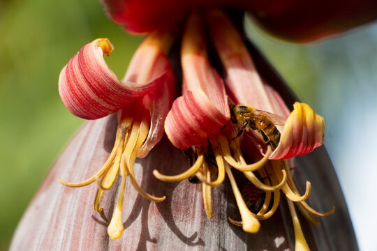 Doreen photos, images, assets | Adobe Stock