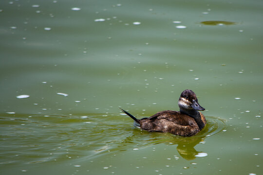 Pichon 이미지 – 찾아보기 416 스톡 사진, 벡터 및 비디오 | Adobe Stock