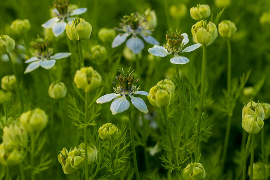 nigella sativa plant australia
