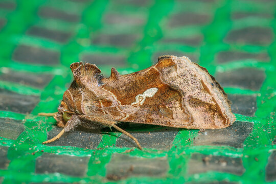 รูปภาพLooper – เลือกดูภาพถ่ายสต็อก เวกเตอร์ และวิดีโอ5,391 | Adobe Stock