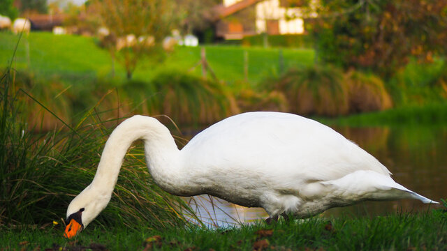 รูปภาพPicorer – เลือกดูภาพถ่ายสต็อก เวกเตอร์ และวิดีโอ1,087 | Adobe Stock