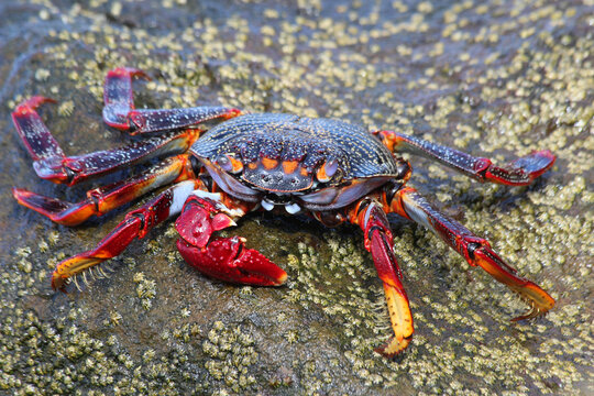 Krebstier bilder – Bläddra bland 2,879 stockfoton, vektorer och videor ...