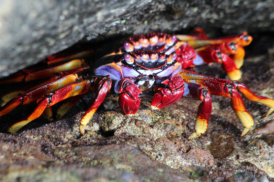 รูปภาพKrebstier – เลือกดูภาพถ่ายสต็อก เวกเตอร์ และวิดีโอ2,869 | Adobe Stock