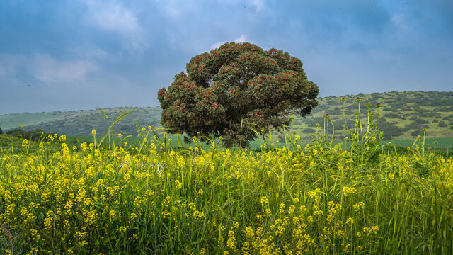 Mustard Tree Images – Browse 5,567 Stock Photos, Vectors, and Video ...