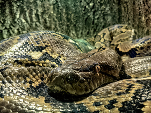 Giant Reticulated Python
