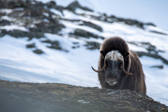 「Moskus」の写真素材 | 50件の無料イラスト画像 | Adobe Stock
