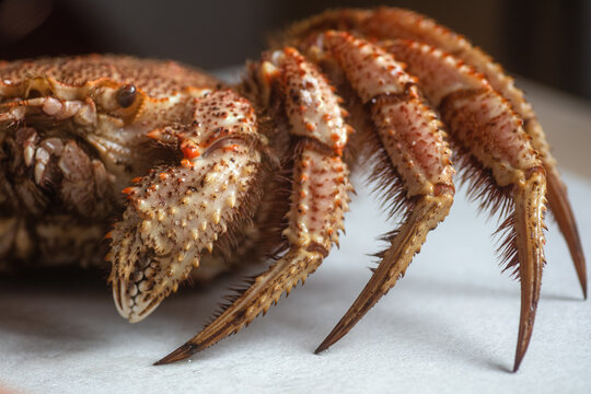 "Hair Crab" Images – Browse 71 Stock Photos, Vectors, and Video | Adobe ...