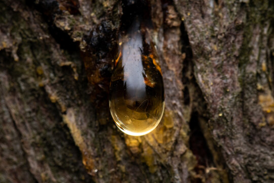 Tree Sap