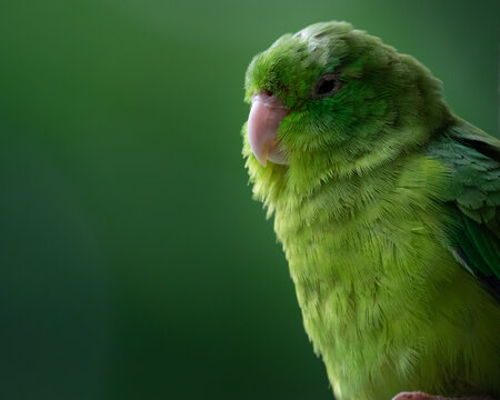 Imágenes de Lorito: descubre bancos de fotos, ilustraciones, vectores y ...